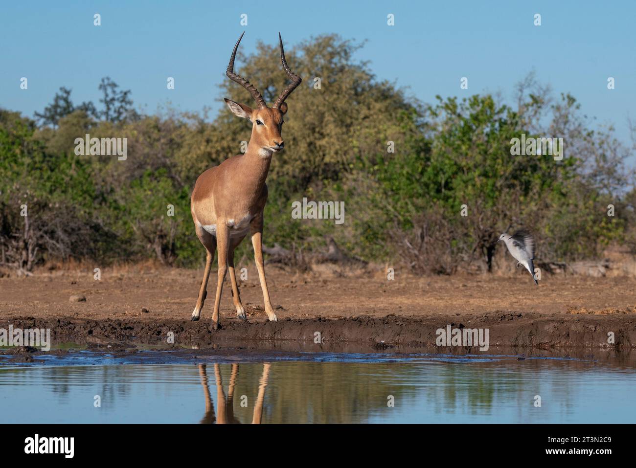 Mashatu Game Reserve, Botswana Stock Photo - Alamy