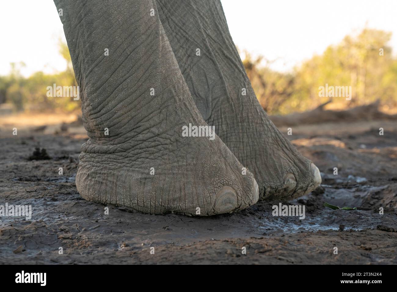 African elephant feet (Loxodonta africana), Mashatu Game Reserve ...