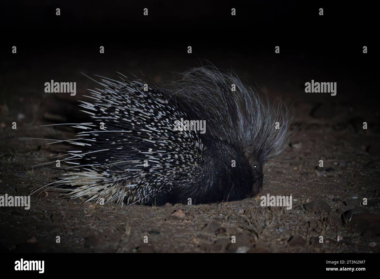 Mashatu Game Reserve, Botswana Stock Photo - Alamy