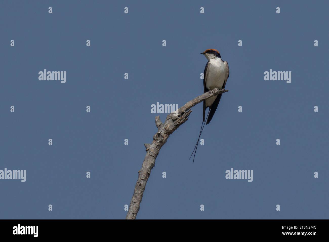 Wire-tailed swallow (Hirundo smithii), Bandhavgarh National Park, India ...