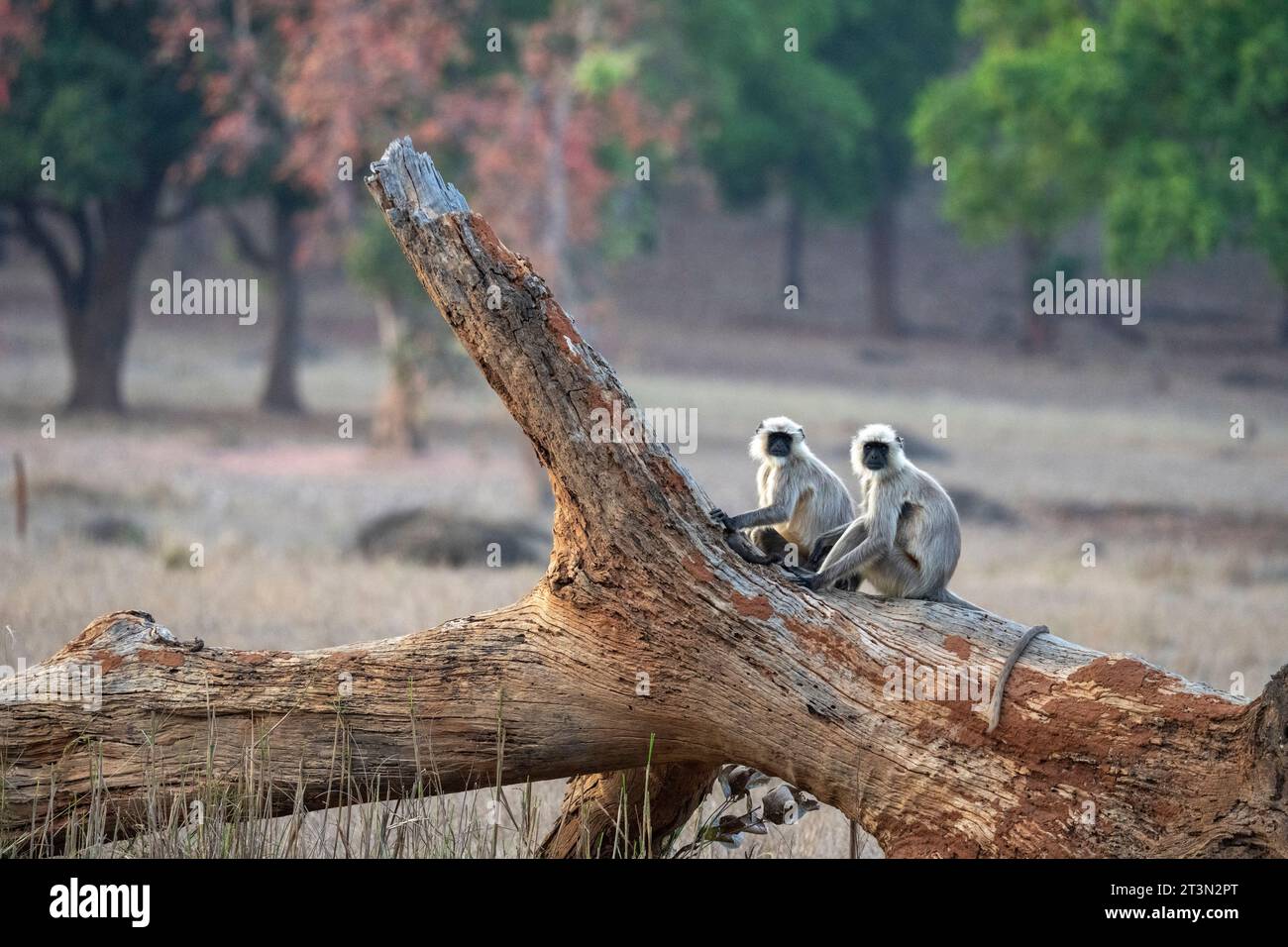 Common Langur (Semnopithecus Entellus), Bandhavgarh National Park ...