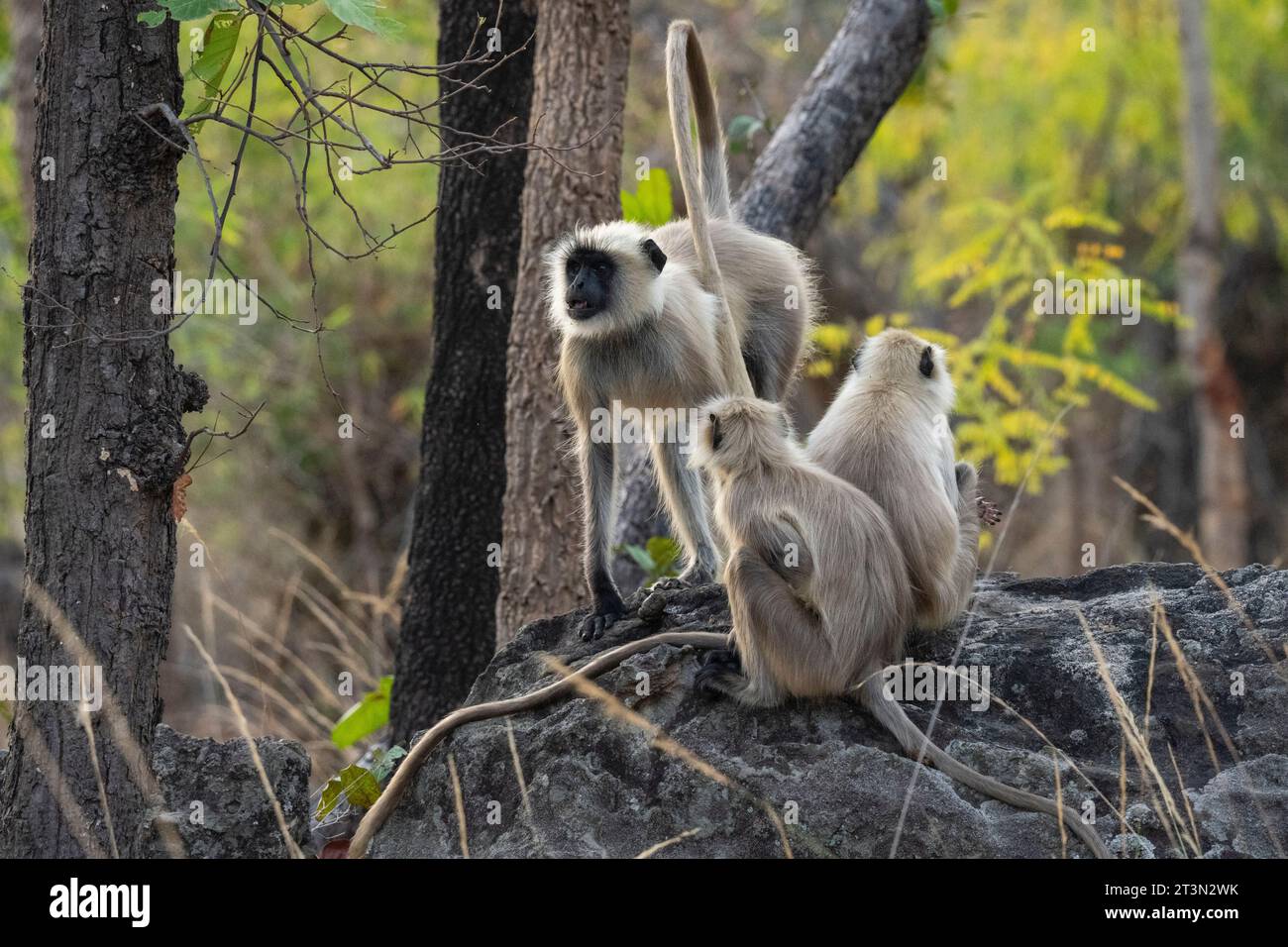 Common Langur (Semnopithecus Entellus), Bandhavgarh National Park ...