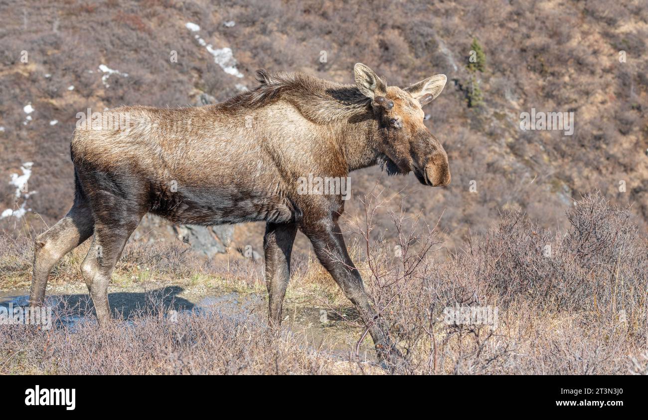 Alaska moose on the Savage River Trail in Denali National Park, Alaska ...