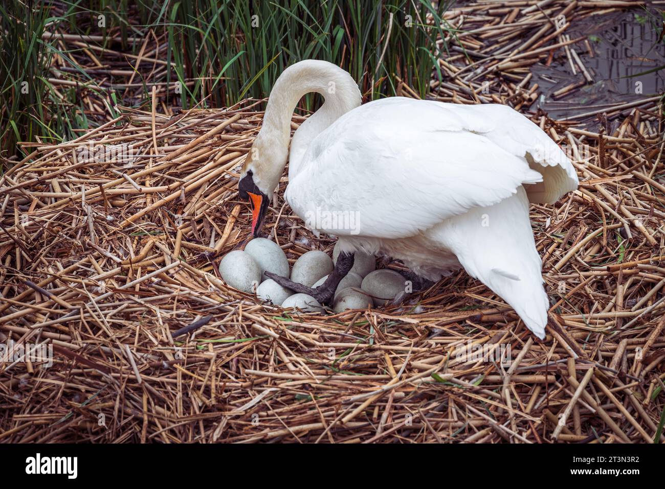 A Swan incubating its eggs in Spring in it's nest 2 Stock Photo - Alamy