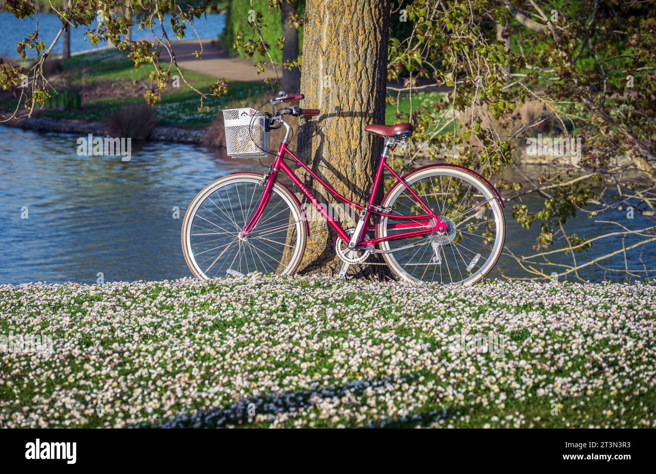 Bike leaning against tree hi-res stock photography and images - Alamy