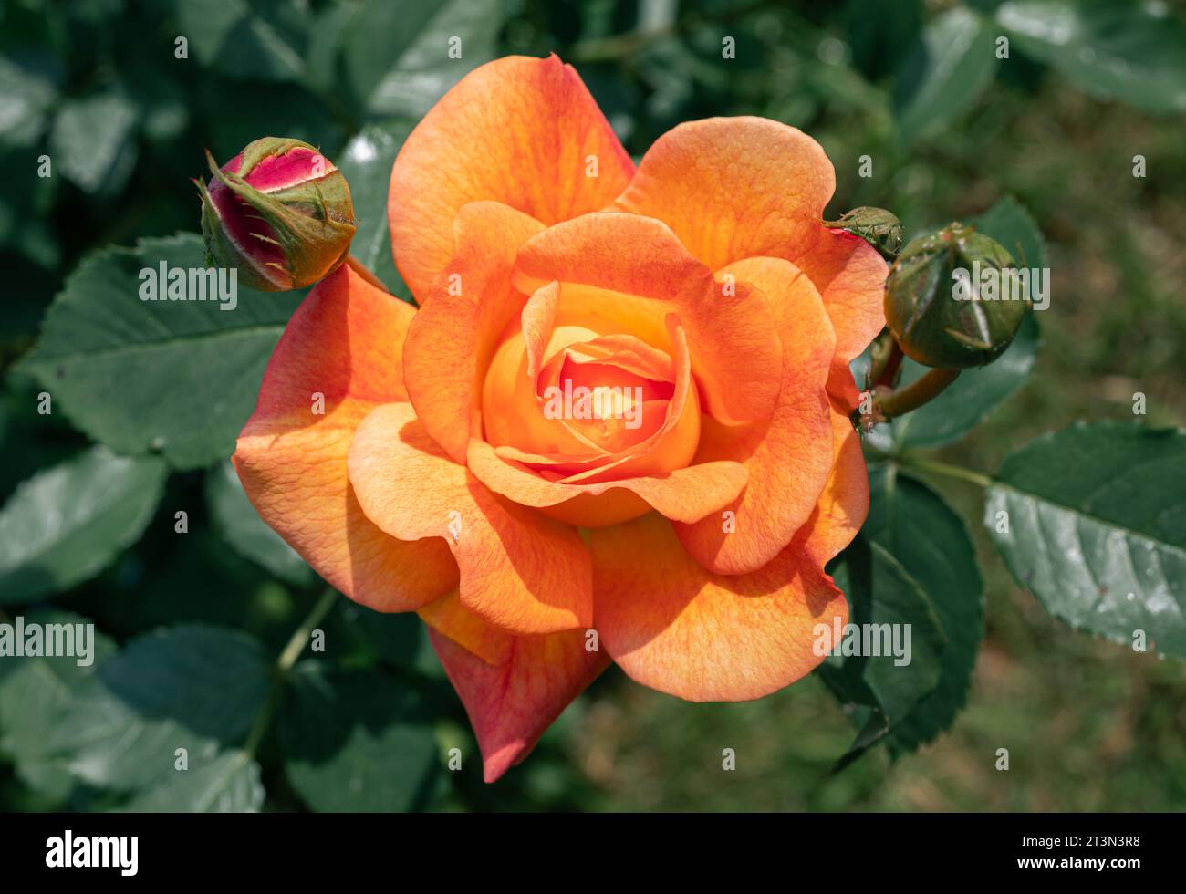 Beauty of blooming orange shrub rose Stock Photo - Alamy
