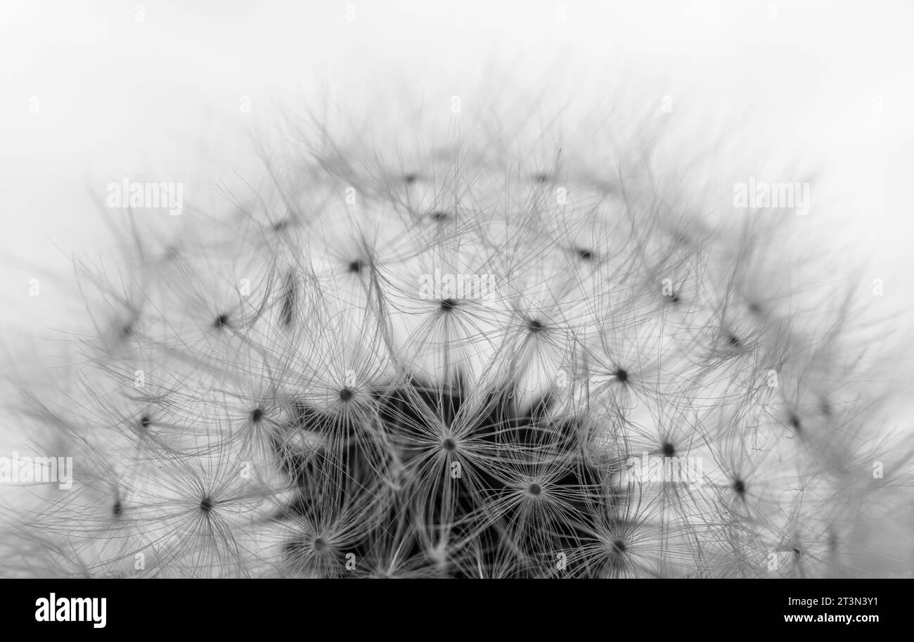 Close up dandelion flower in Black and White Stock Photos & Images - Alamy