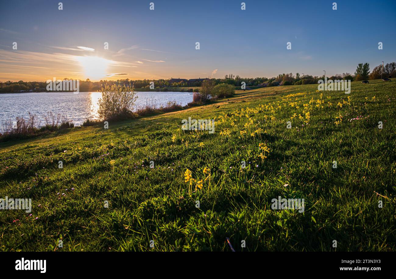 Sunlight hit on flower hi-res stock photography and images - Alamy