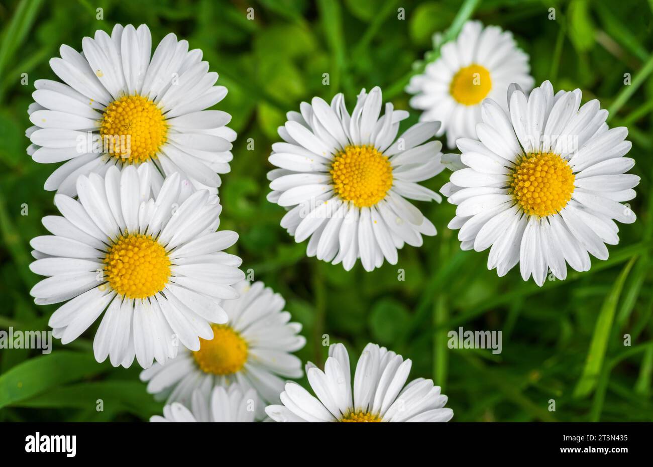 Miniature daisy flowers on green grass 2 Stock Photo - Alamy
