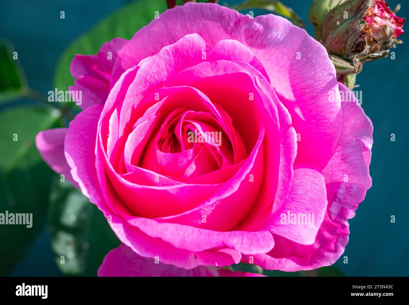 Blooming bright pink English shrub rose close-up in summer garden Stock ...