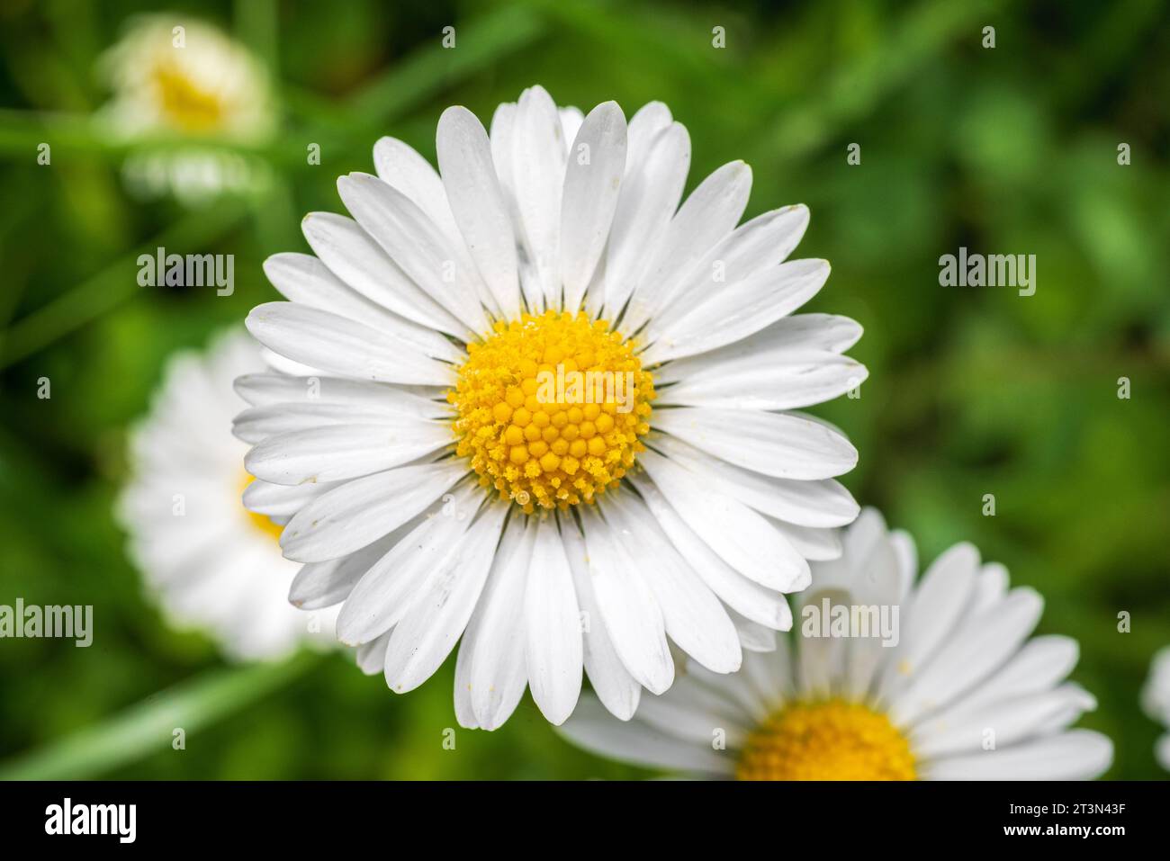 Daisy flower in grass miniature hi-res stock photography and images - Alamy