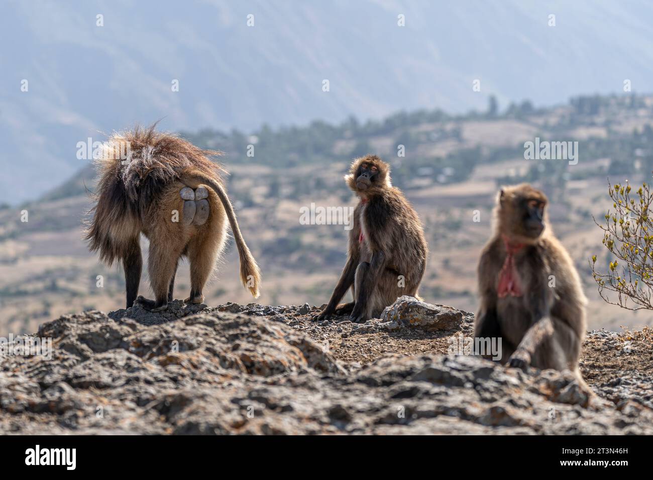 Gelada Baboons of Debre-Libanos-Gorge, Ethiopia Stock Photo - Alamy