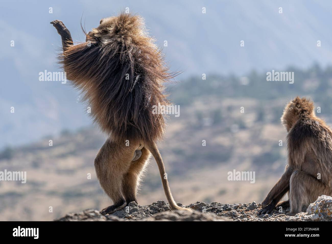 Gelada Baboon Skull Curiosidades Sobre El Gelada: Monos De Etiopía