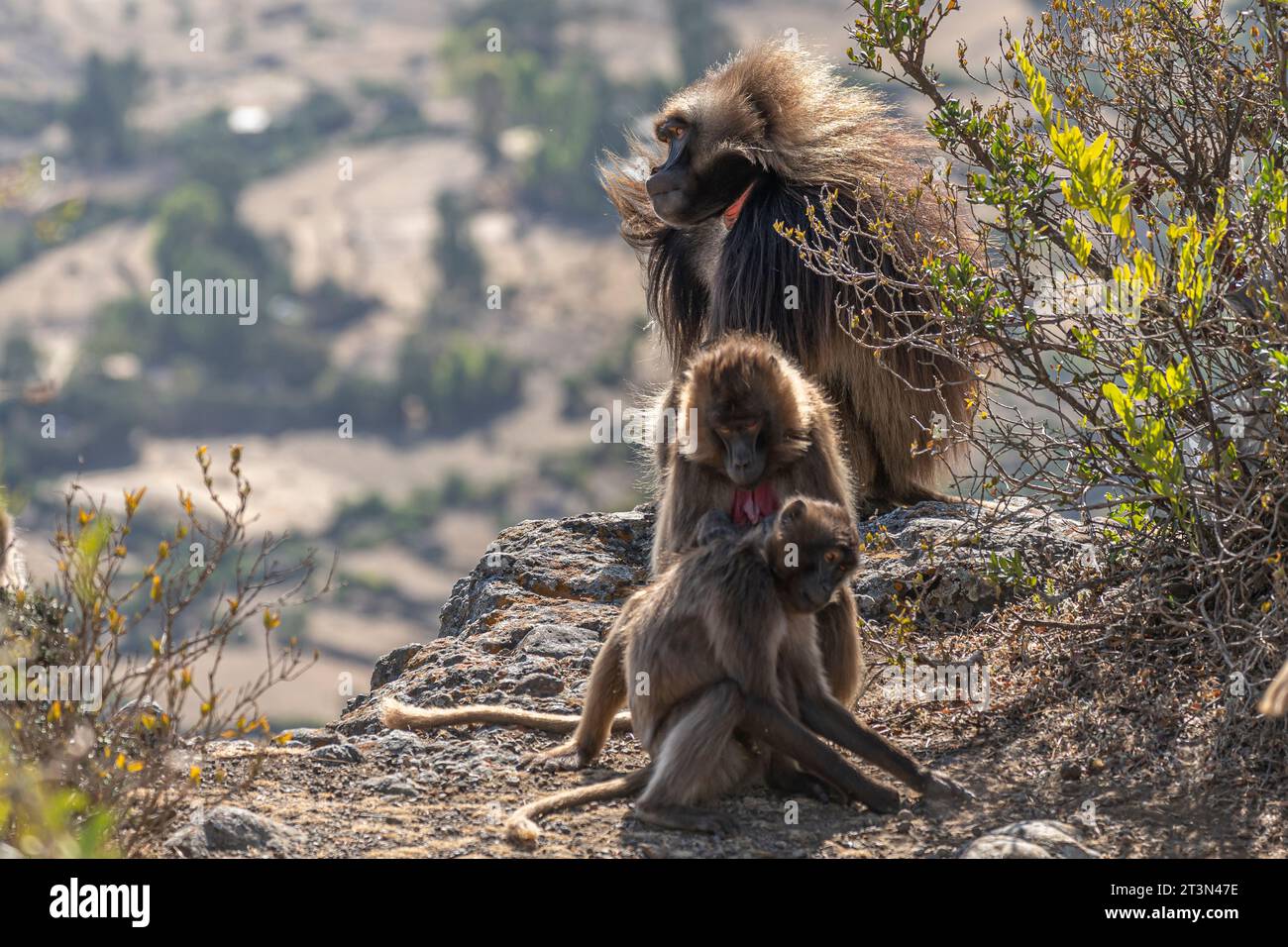 Gelada Baboons of Debre-Libanos-Gorge, Ethiopia Stock Photo - Alamy