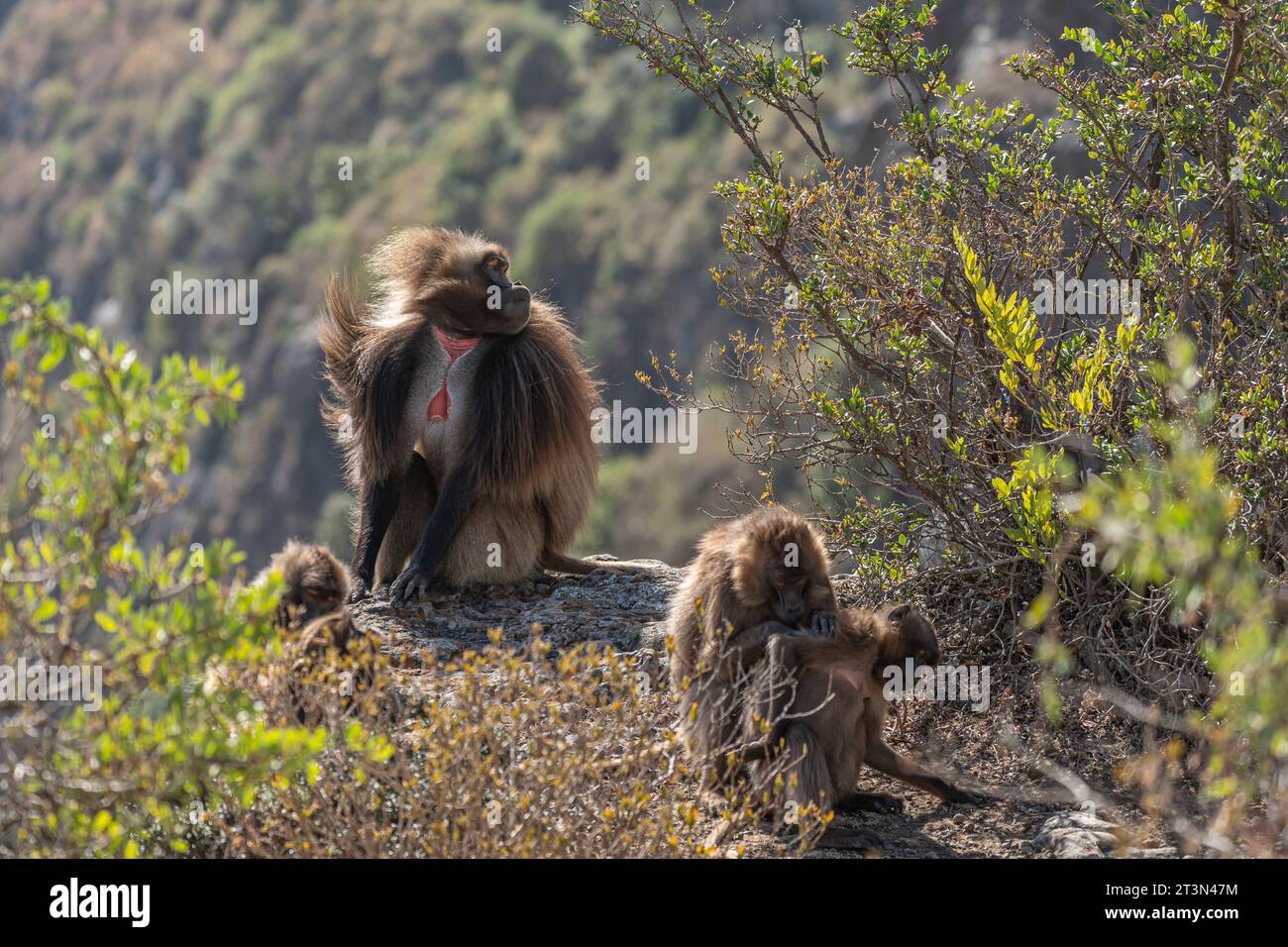 Gelada Baboons of Debre-Libanos-Gorge, Ethiopia Stock Photo - Alamy