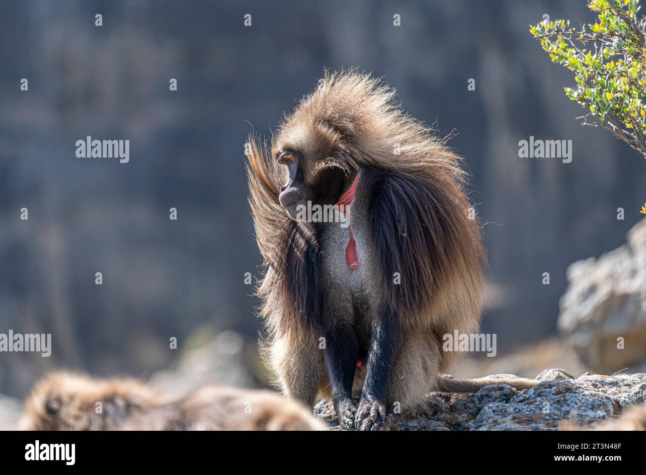 Close up of a male Gelada monkey (Theropithecus gelada) in Simien ...