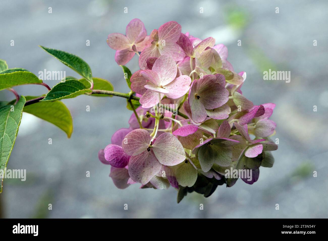Panicle hydrangea hi-res stock photography and images - Alamy