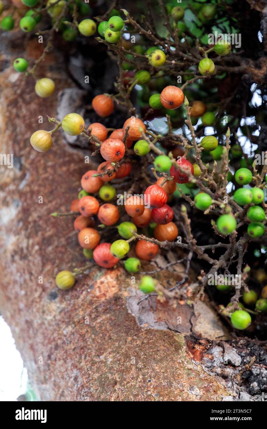 Clusters of wild fig fruit hi-res stock photography and images - Alamy