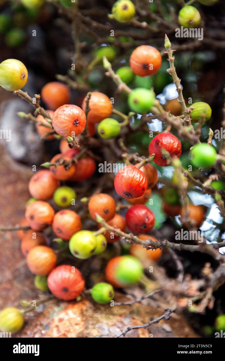 Clusters of ficus racemosa, wild figs growing directly from the body of ...