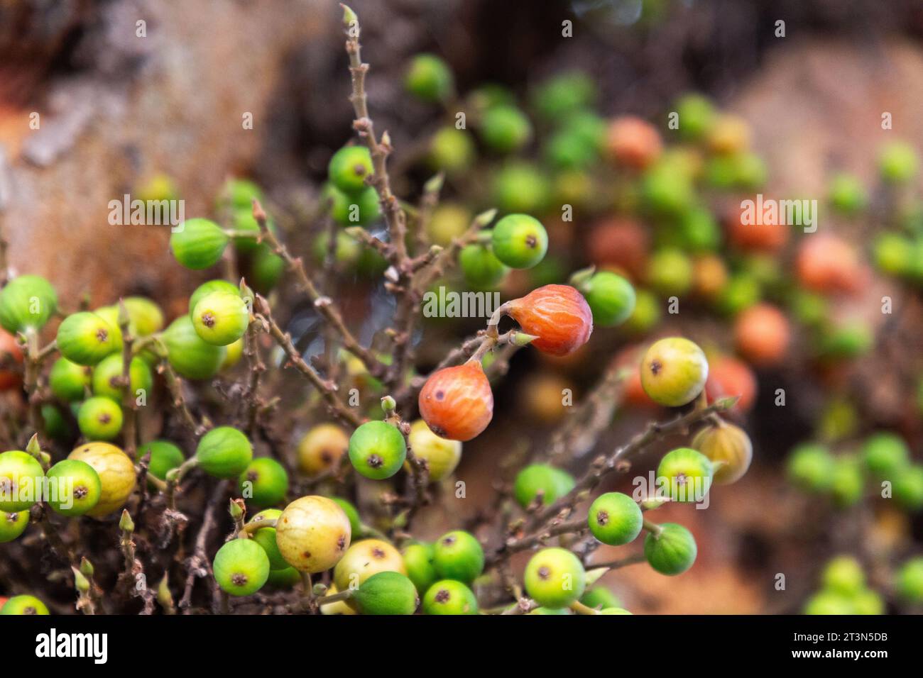 Clusters of ficus racemosa, wild figs growing directly from the body of ...