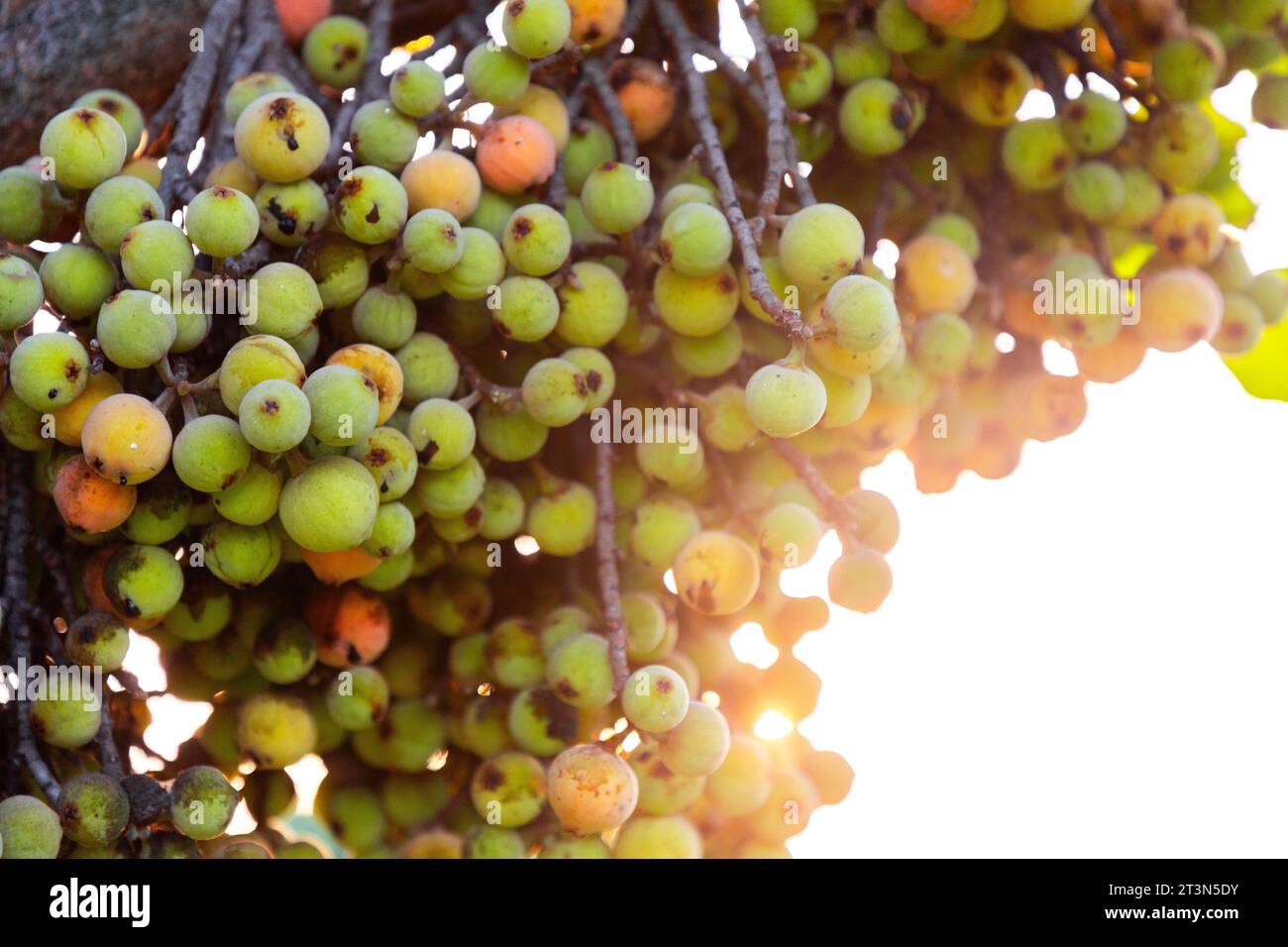 Clusters of ficus racemosa, wild figs growing directly from the body of ...