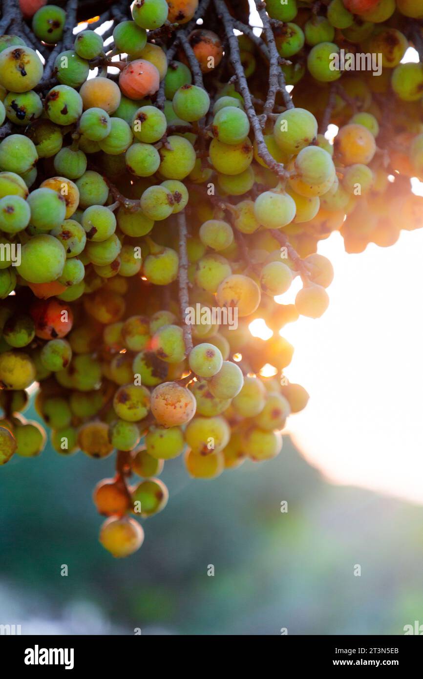 Clusters of ficus racemosa, wild figs growing directly from the body of ...
