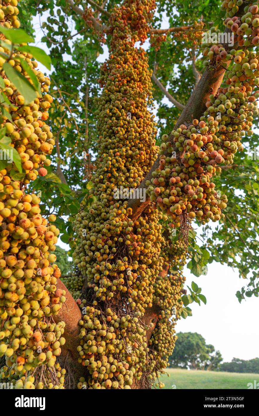 Clusters of ficus racemosa, wild figs growing directly from the body of ...