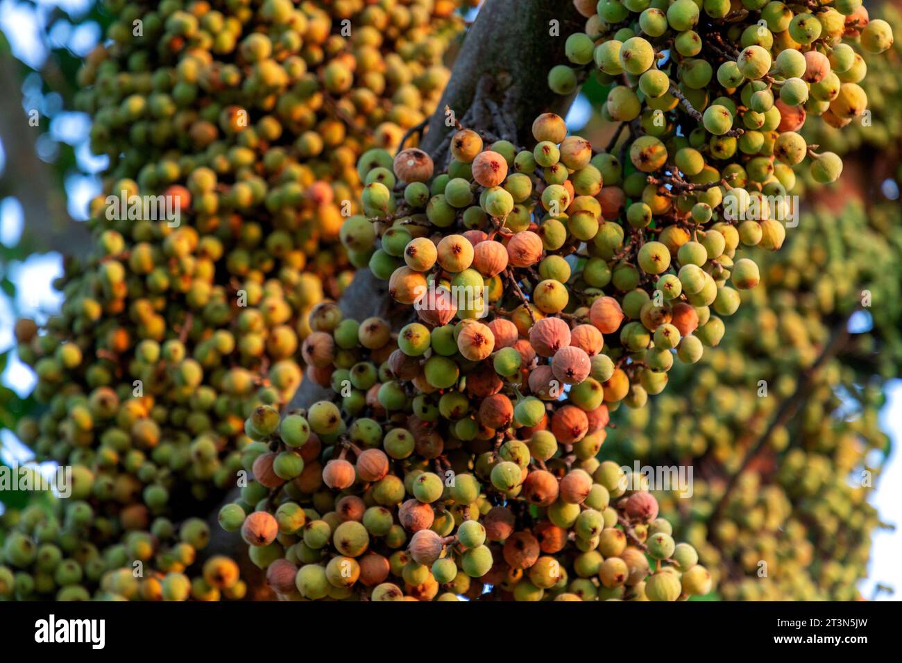 Clusters of ficus racemosa, wild figs growing directly from the body of ...