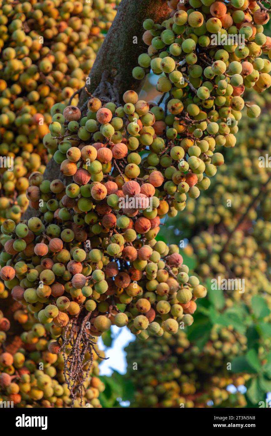 Clusters of ficus racemosa, wild figs growing directly from the body of ...