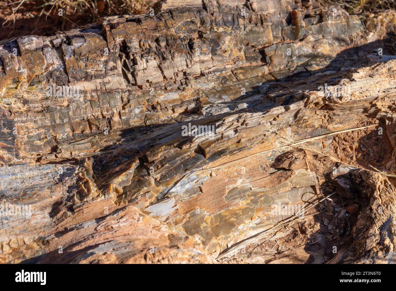 Detail of a section of petrified log in Escalante Petrified Forest ...