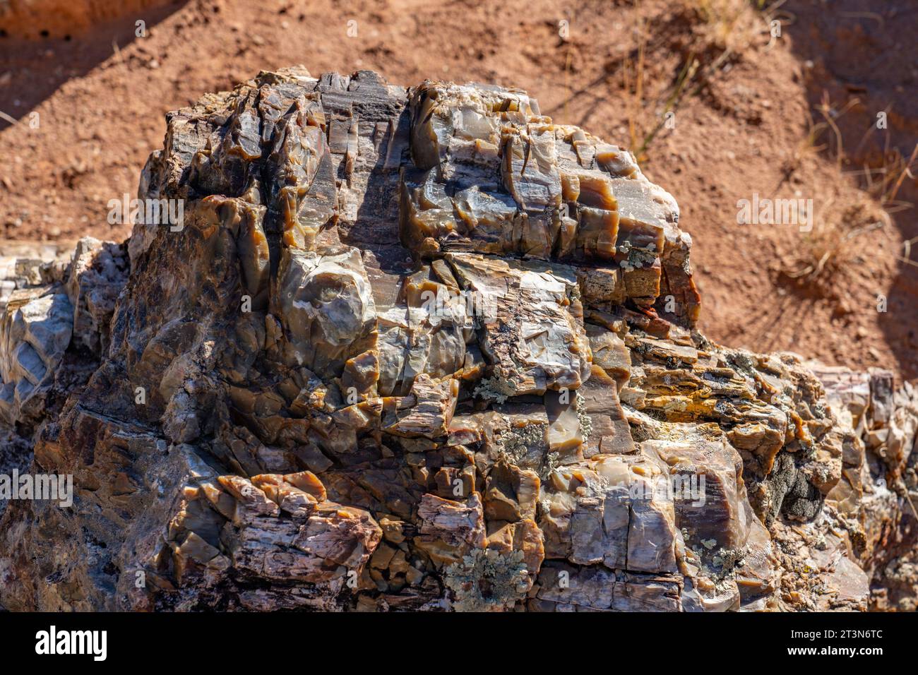 Detail of a section of petrified log in Escalante Petrified Forest ...