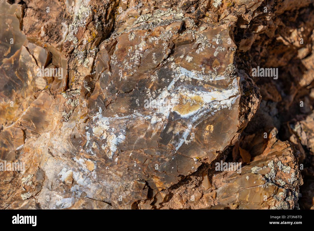 Detail of a section of petrified log in Escalante Petrified Forest ...
