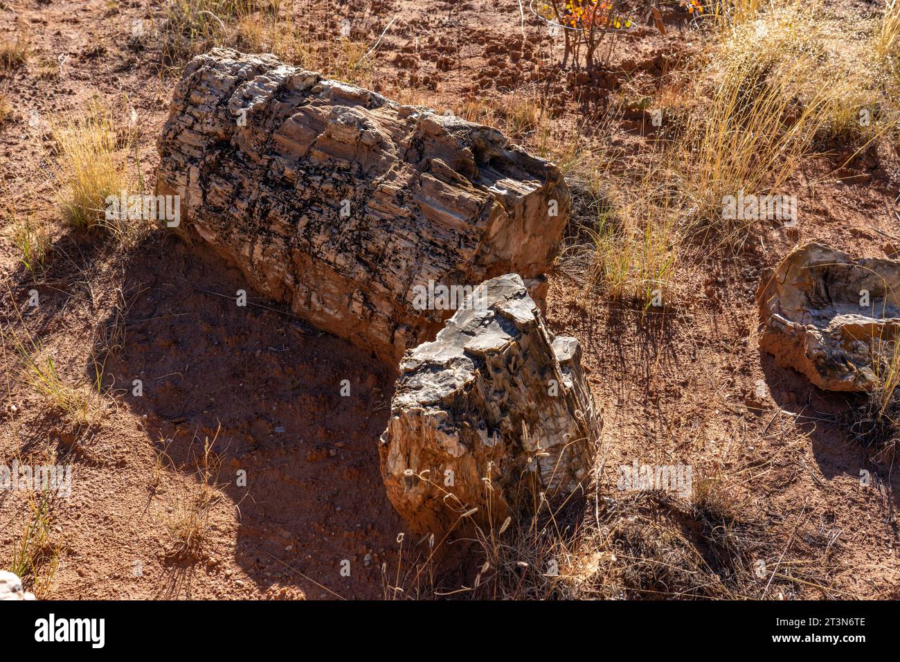 Pieces of petrified logs in Escalante Petrified Forest State Park ...
