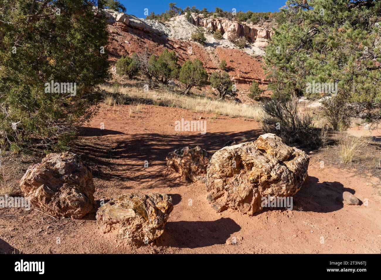 Pieces of petrified logs in Escalante Petrified Forest State Park ...