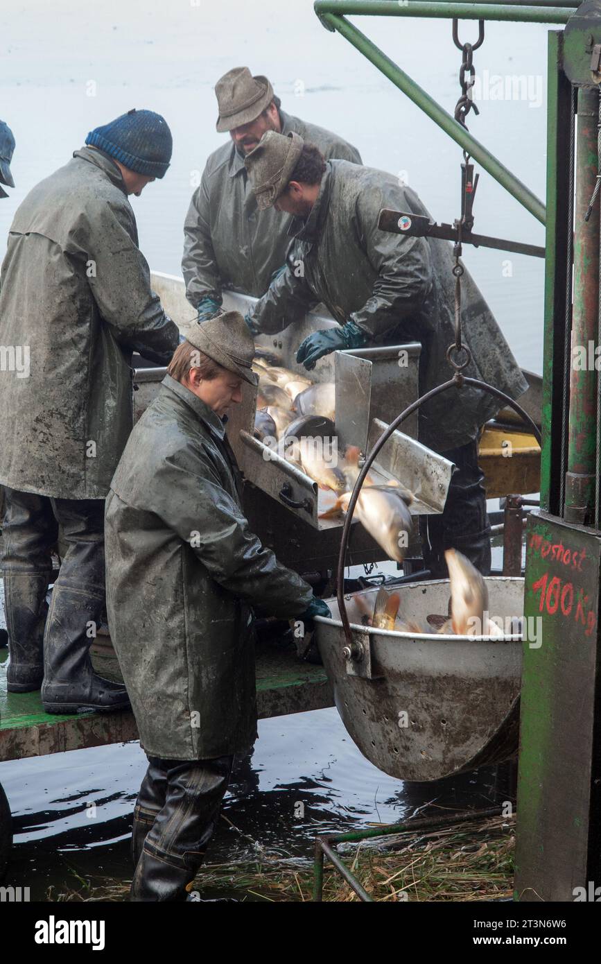 catch of the pond, fishermen process caught carp, carp hauling ...