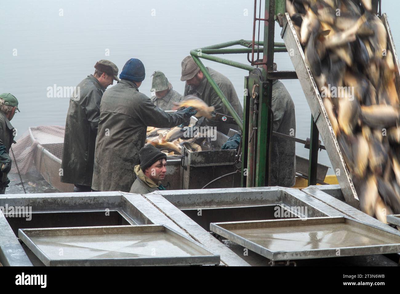 catch of the pond, fishermen process caught carp, carp hauling ...