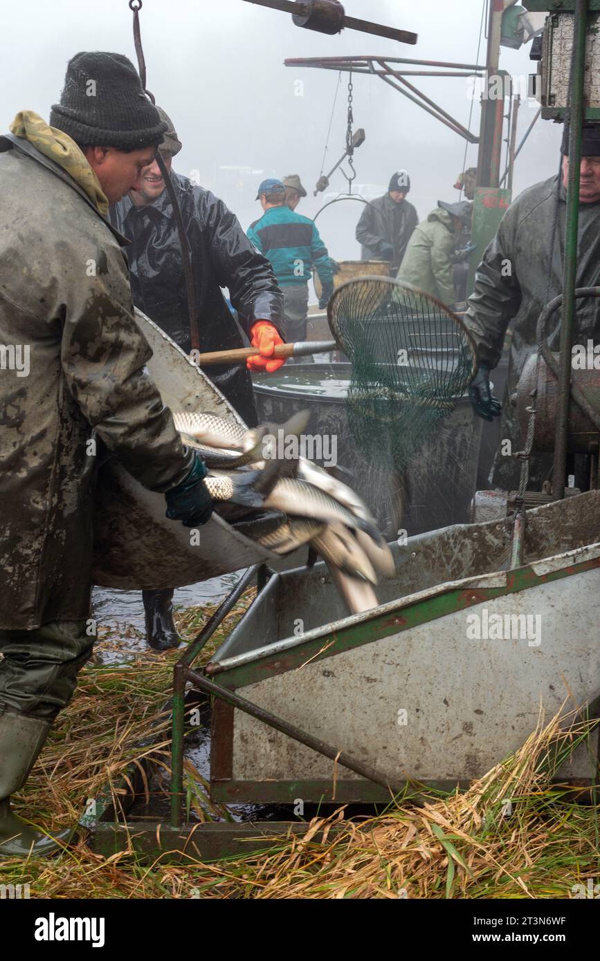 catch of the pond, fishermen process caught carp, carp hauling ...