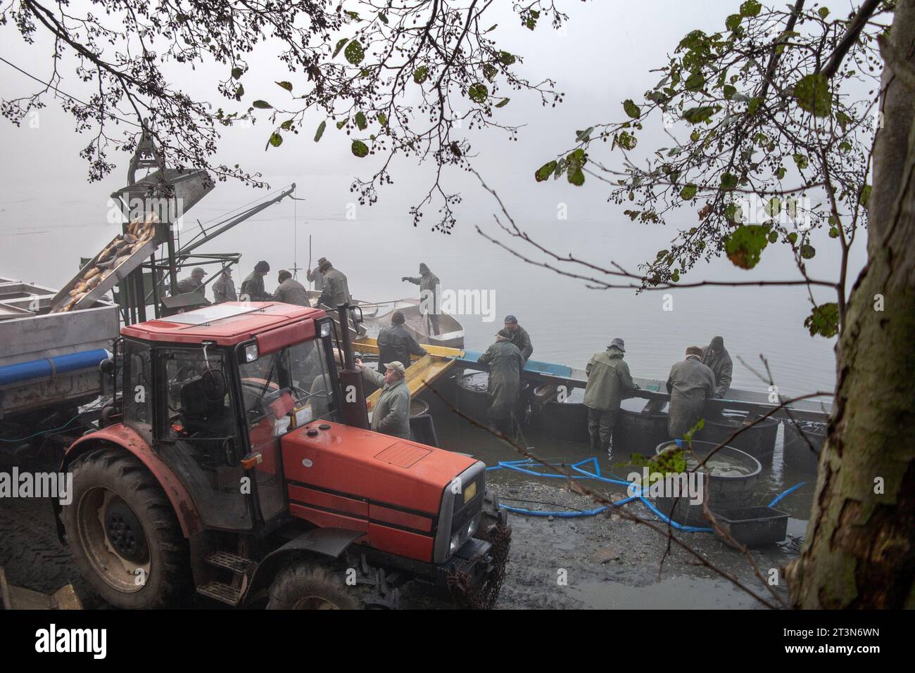 catch of the pond, fishermen process caught carp, carp hauling ...