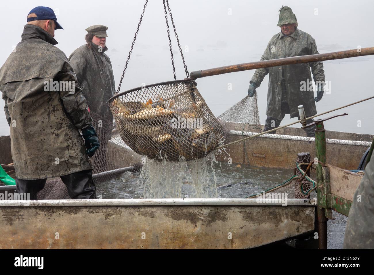 autumn catch of a pond, drained pond, fishermen during autumn catch ...