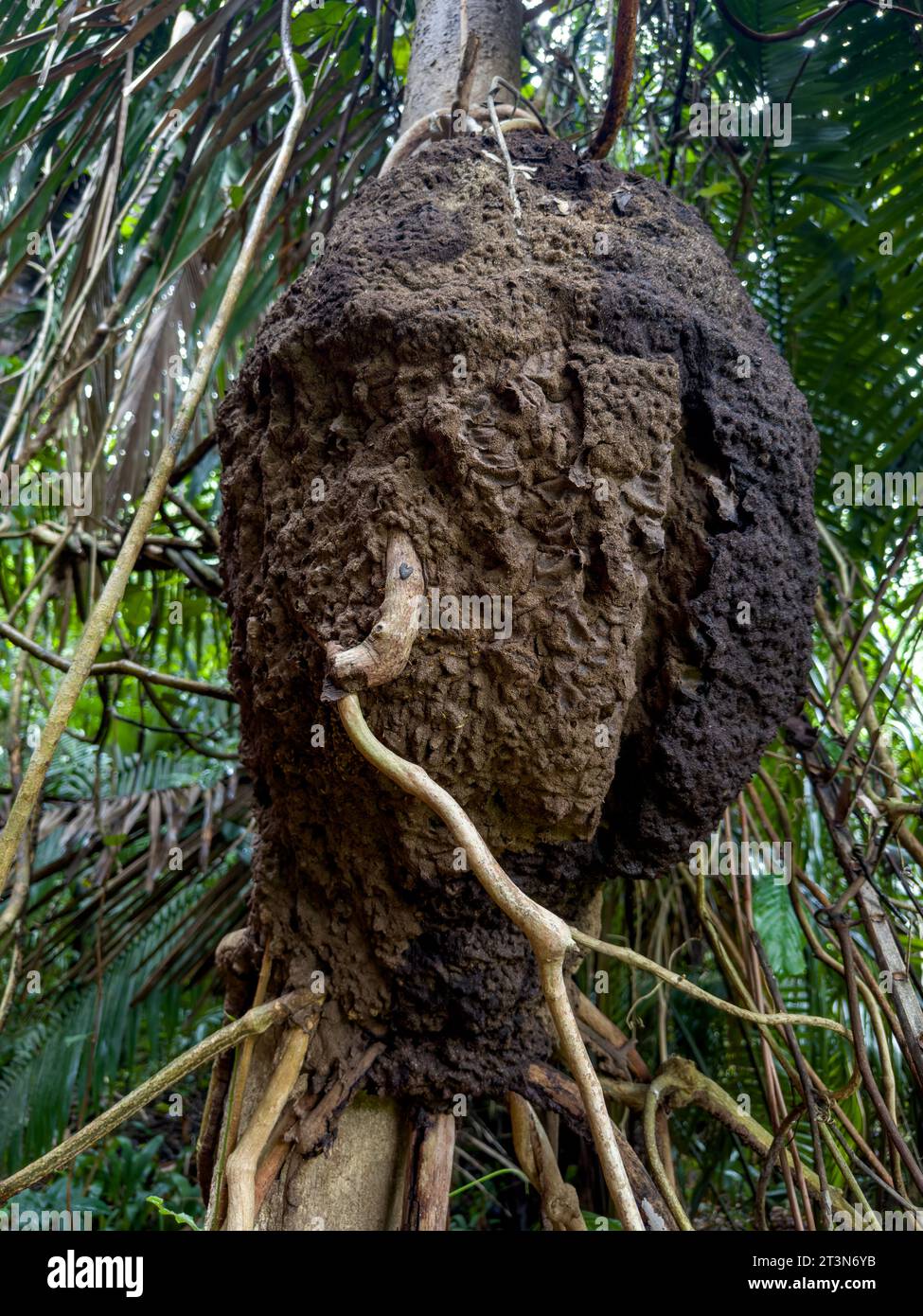 Termitarium or nest of Nozzle-headed or Conehead Termites, Genus ...