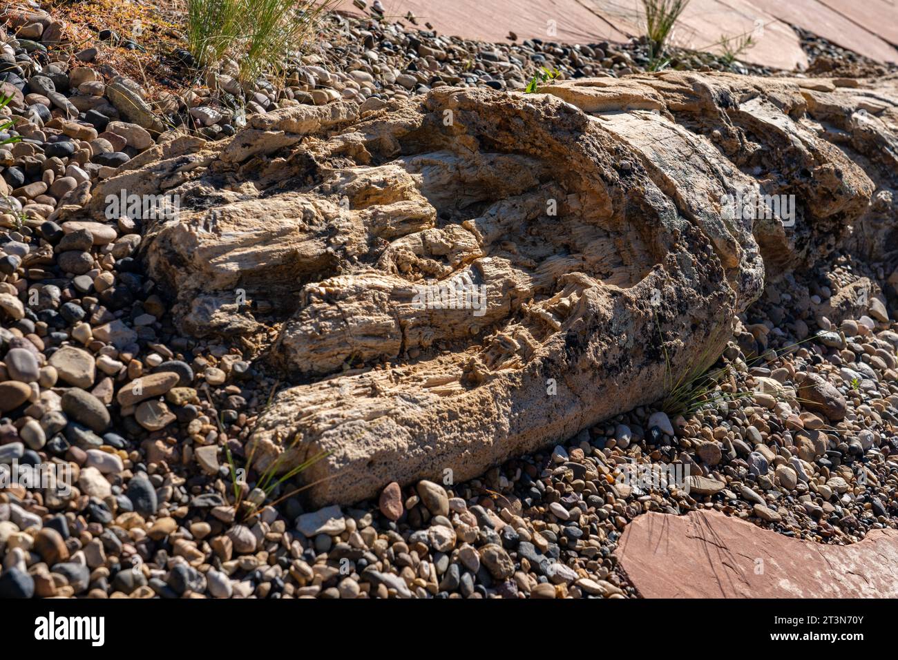 A section of a petrified log in Escalante Petrified Forest State Park ...