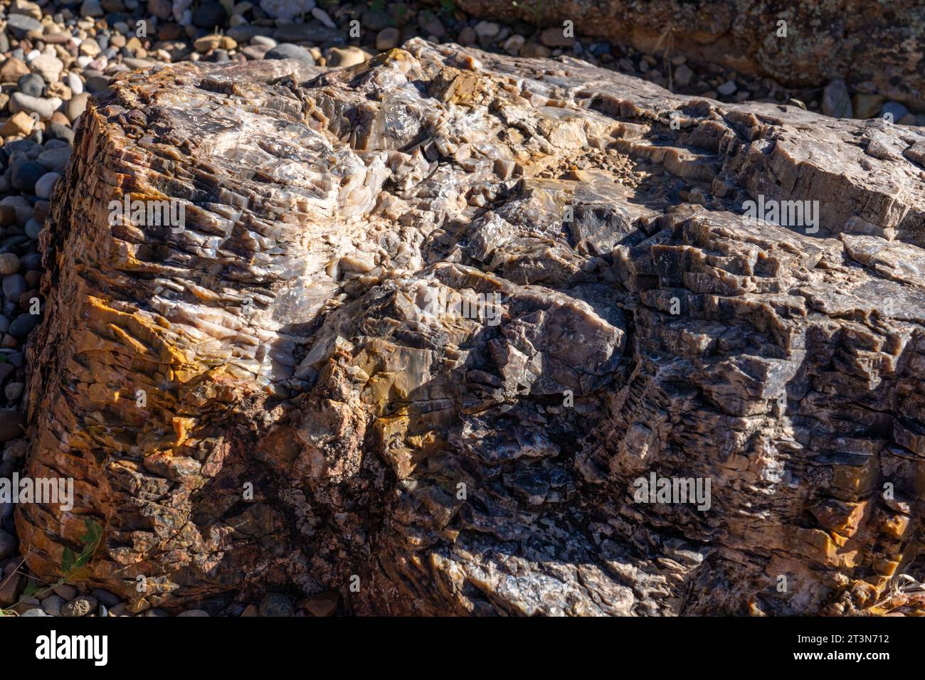 Detail of a section of petrified log in Escalante Petrified Forest ...