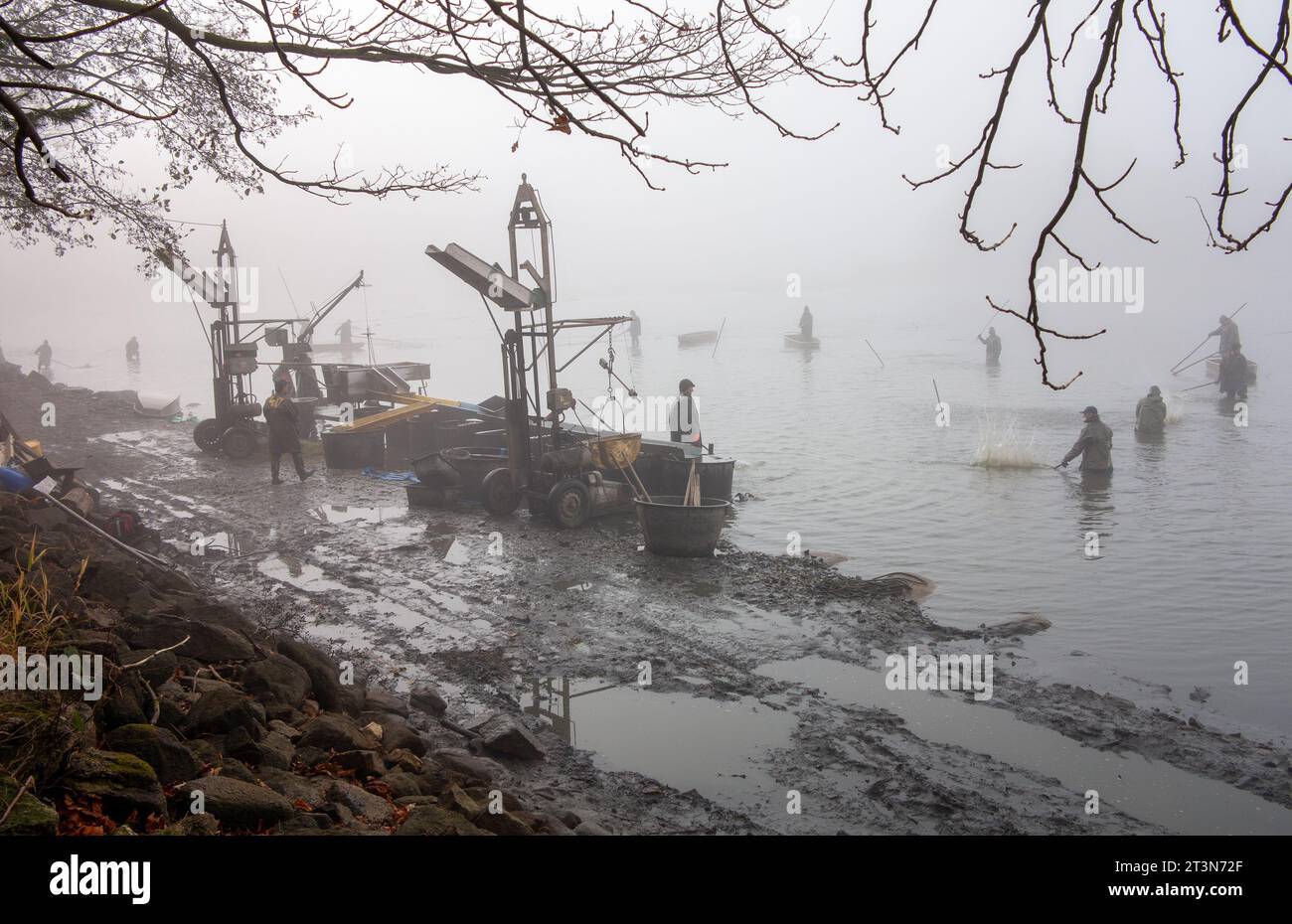 catch of the pond, fishermen process caught carp, carp hauling ...