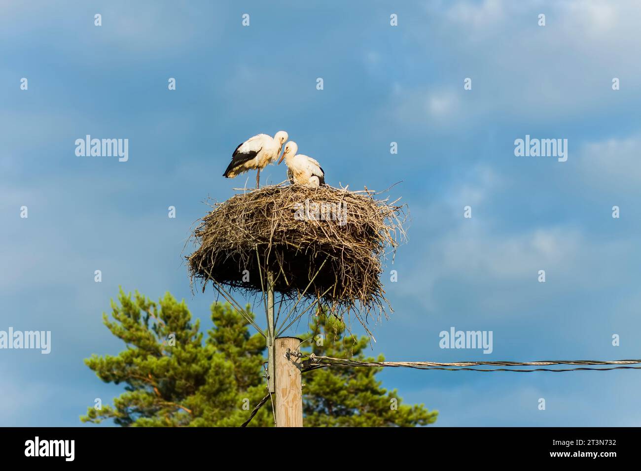 Two wood storks hi-res stock photography and images - Alamy