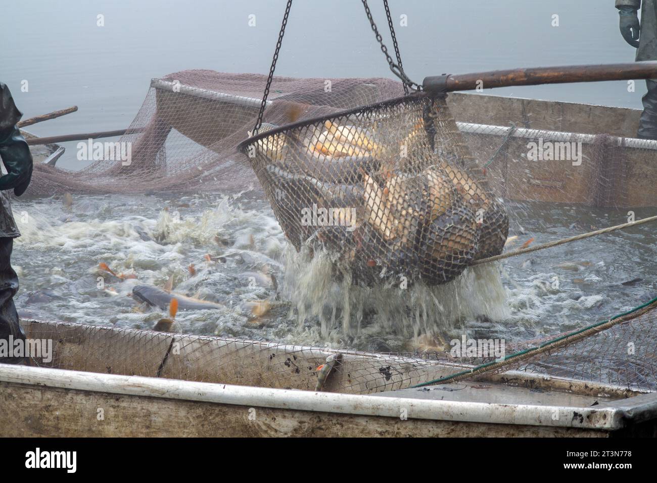 autumn fishing, autumn catch of the pond, carp hauling equipment, fish ...