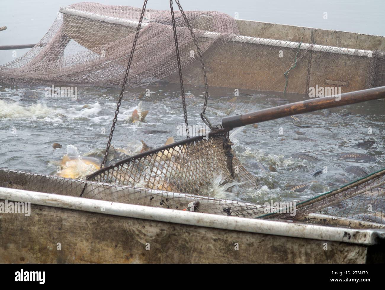 autumn fishing, autumn catch of the pond, carp hauling equipment, fish ...