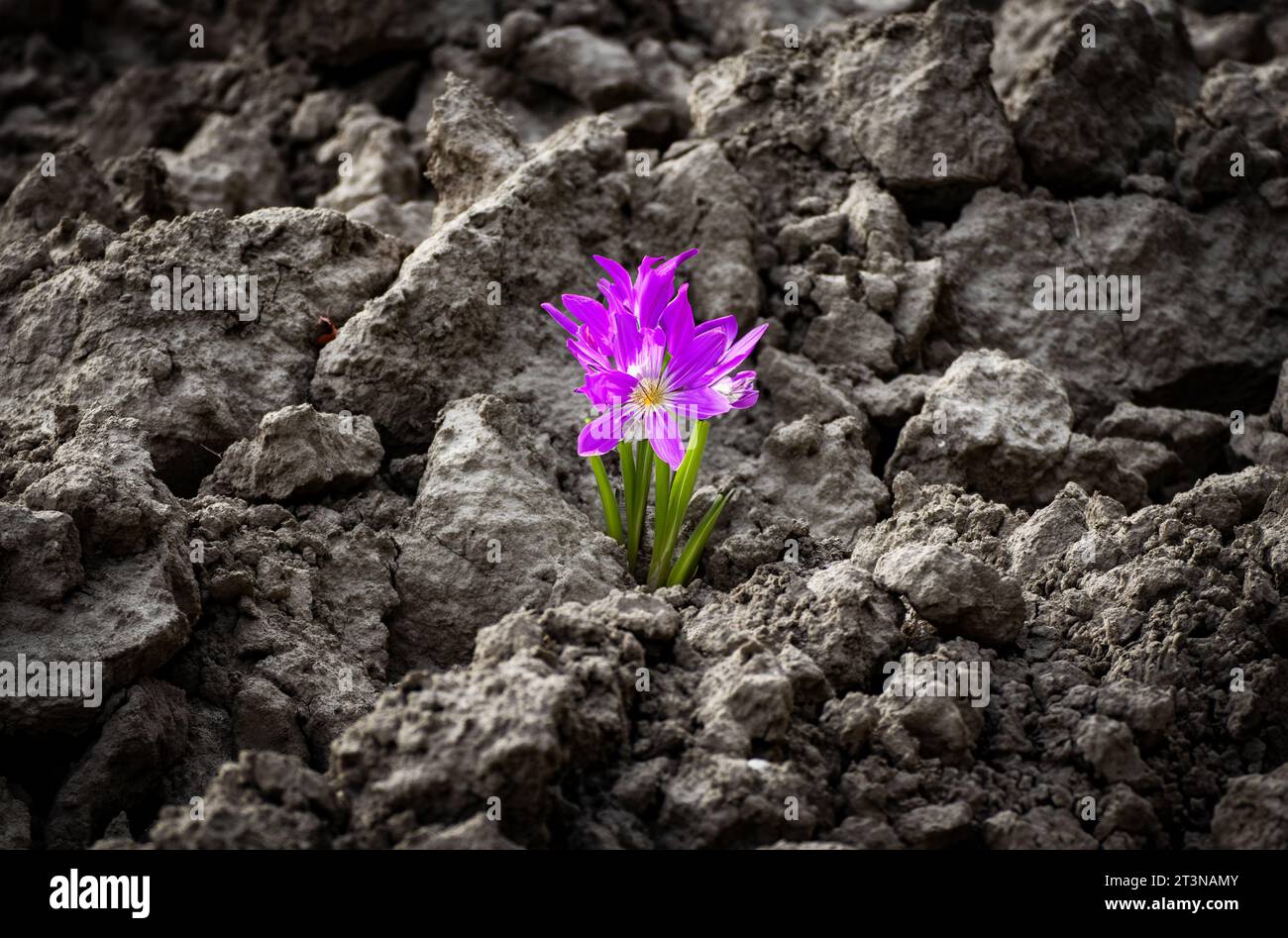 flower born on plowed land Stock Photo - Alamy
