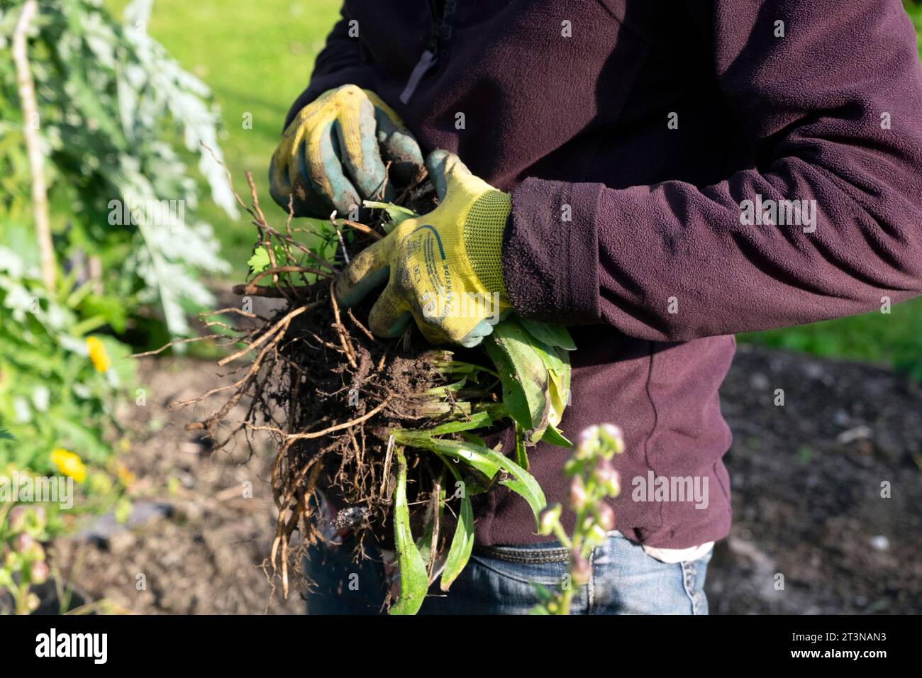 Dividing perennials garden hi-res stock photography and images - Alamy