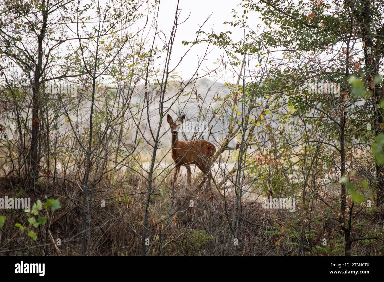 Deer head bucket hi-res stock photography and images - Alamy