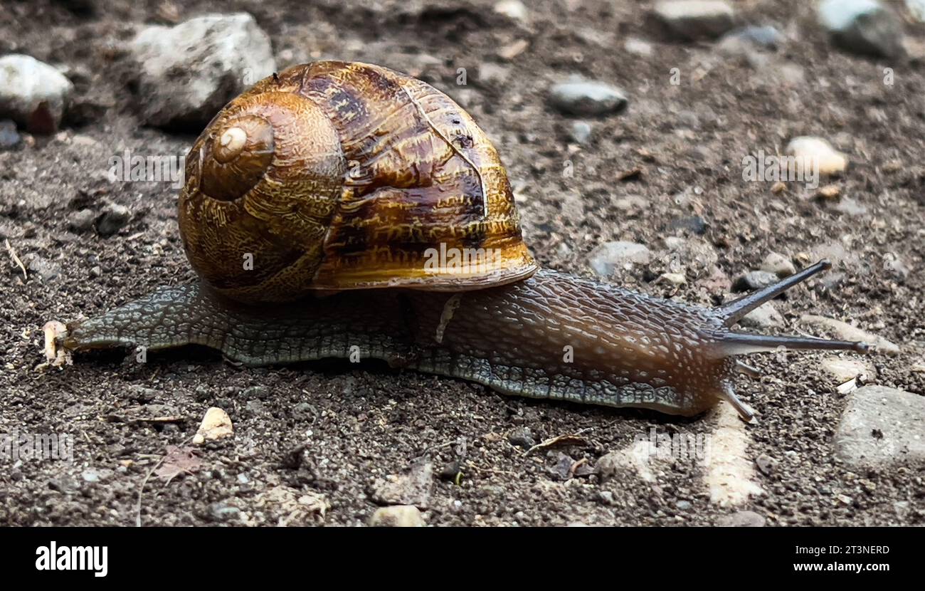 snail on dirt road Stock Photo - Alamy